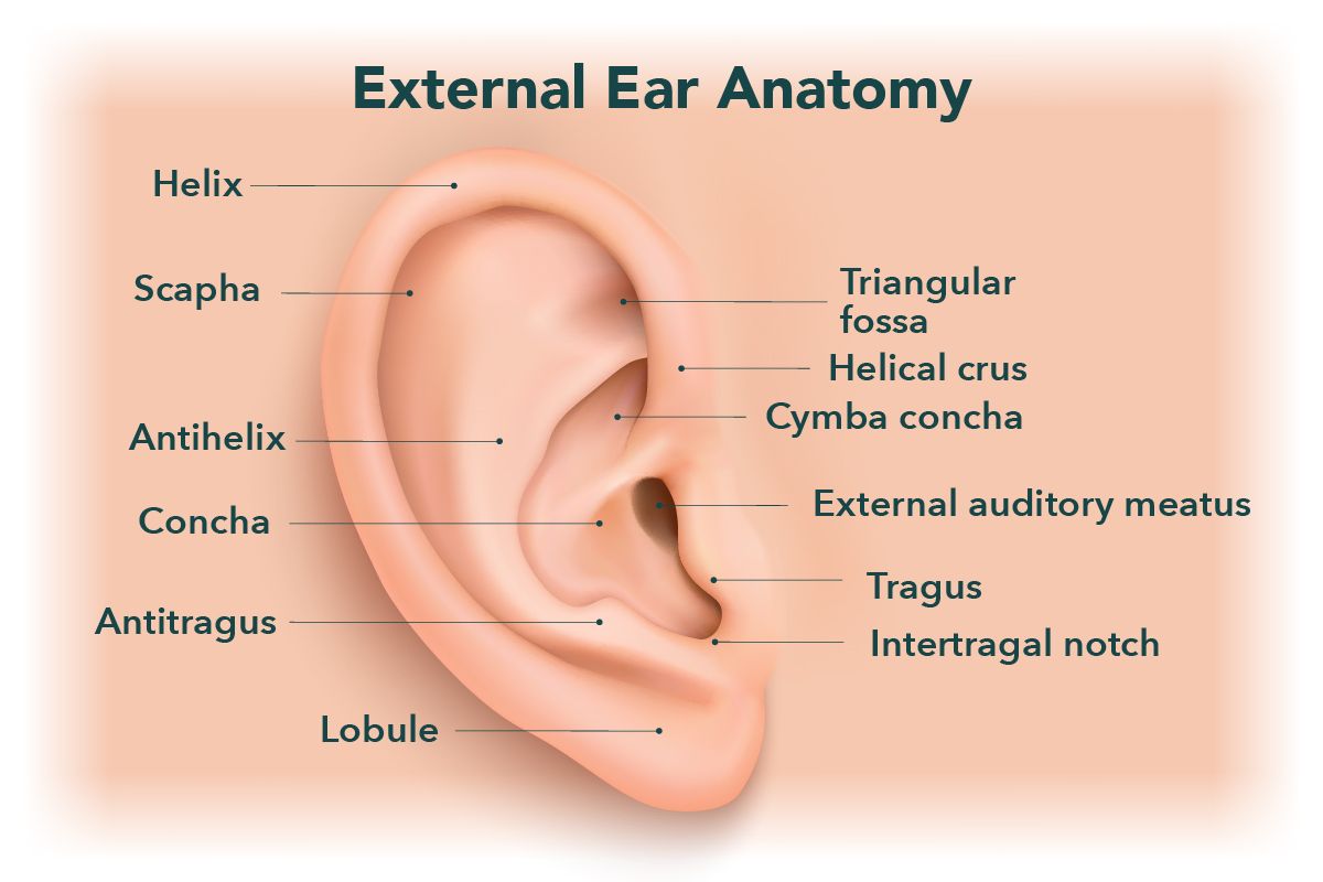 Ear shapes: Differences & effects on hearing | Miracle-Ear